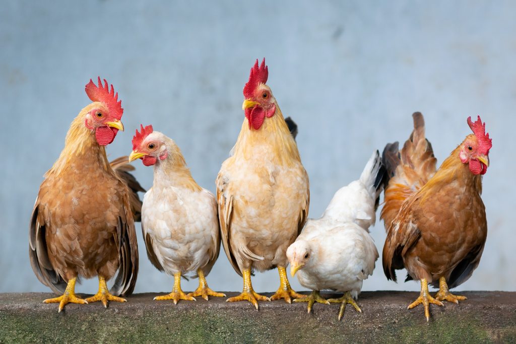 What’s in a name? Chicken labeling can be confusing for consumers ...