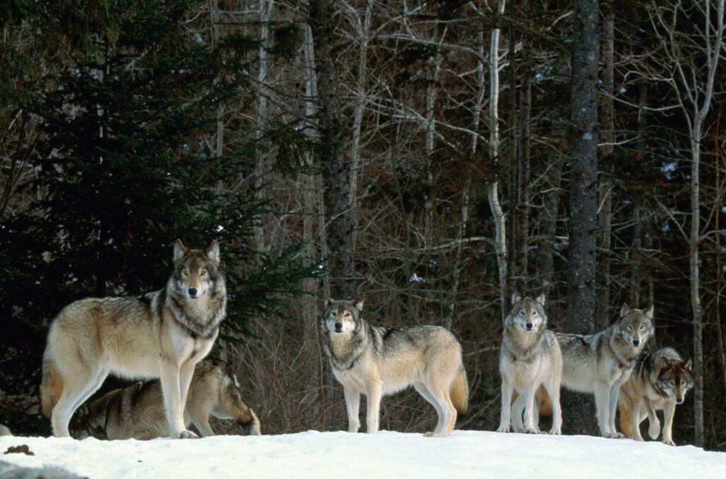 New paper on predator management looks at wolves in the western U.S ...